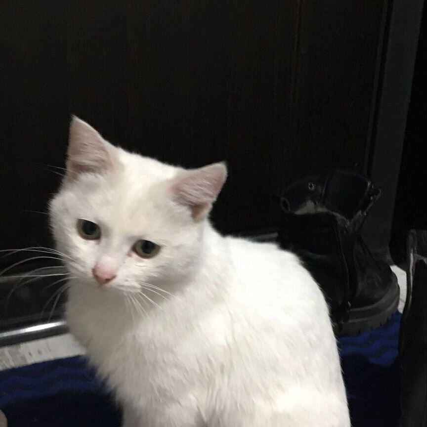Грустный котик