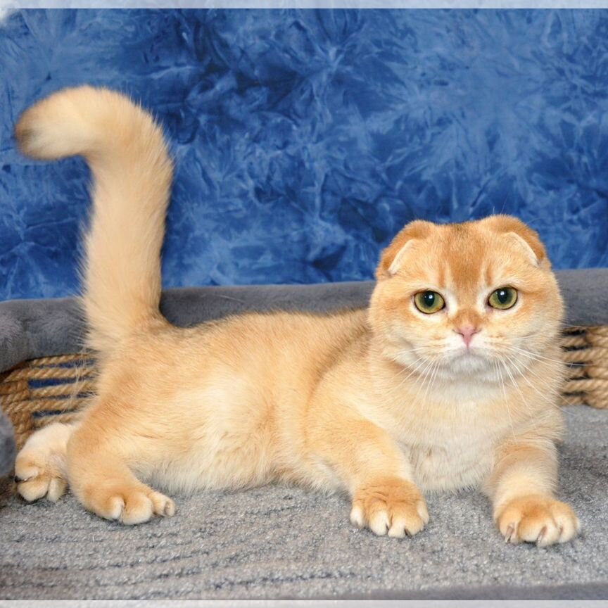 Шотландский вислоухий короткошёрстный котёнок