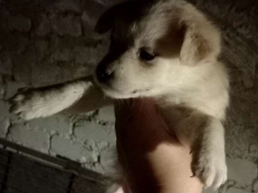 Собака в добрые руки отдам бесплатно