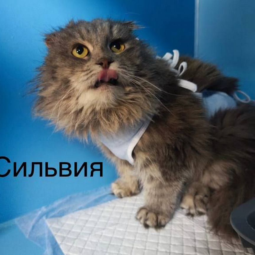 Сильвия выпуск на улицу.Очень хочет домой.Заметьте