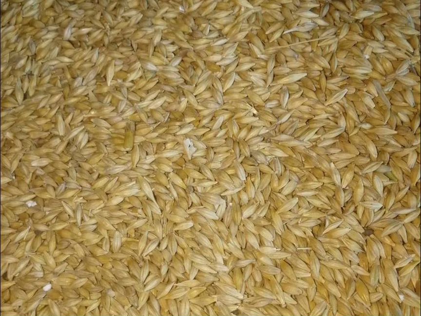 Кормовая кукуруза, Семечко на корм