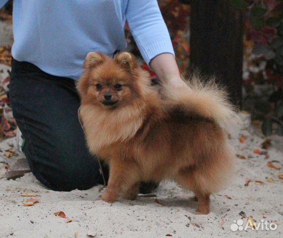 Молодая взрослая помераночка 1,5 года