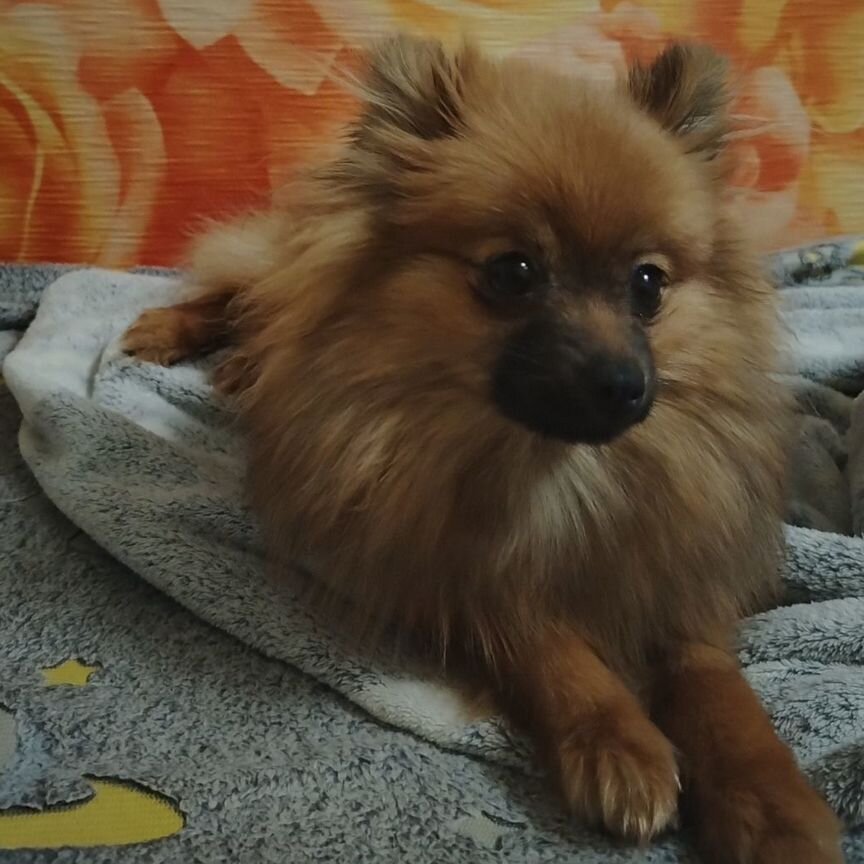 Померанский шпиц, щенок