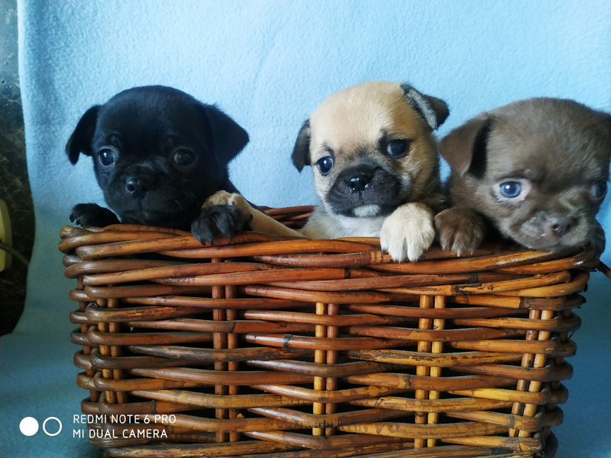 Щенки чихуахуа девочки