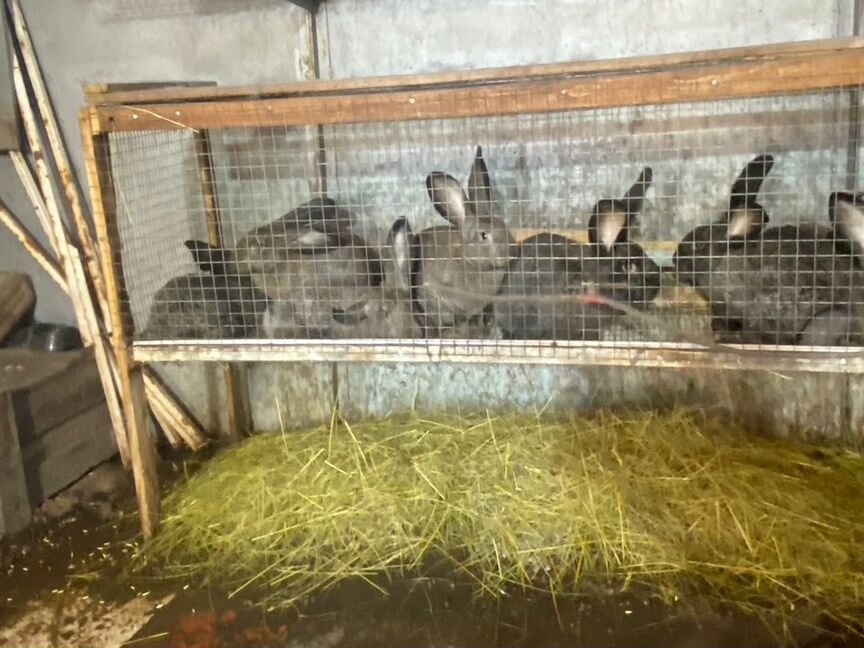 Клетка для кроликов с маточником