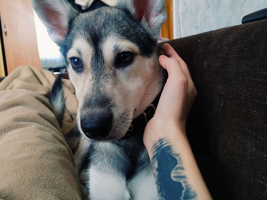 Собака в добрые руки