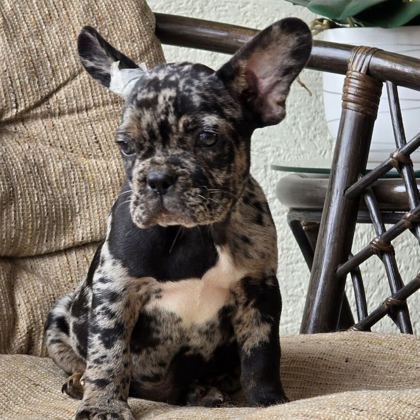 Французский бульдог, щенок