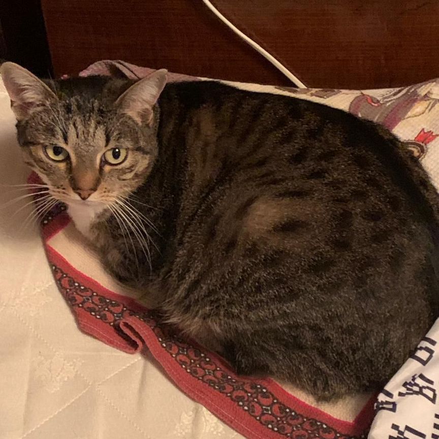 Кошка ищет новый дом