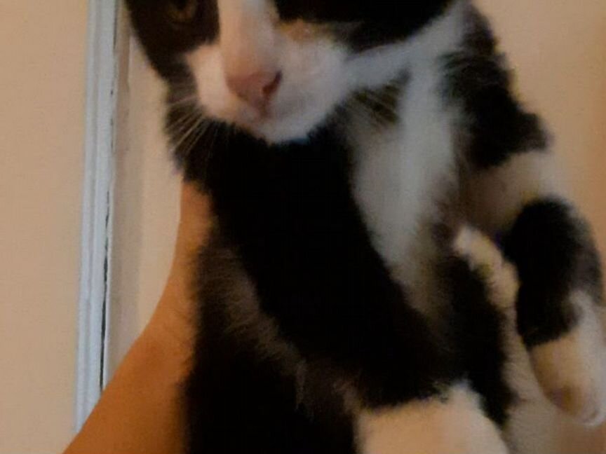 Черно белый котенок