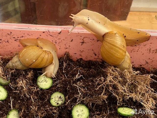 Улитки ахатины