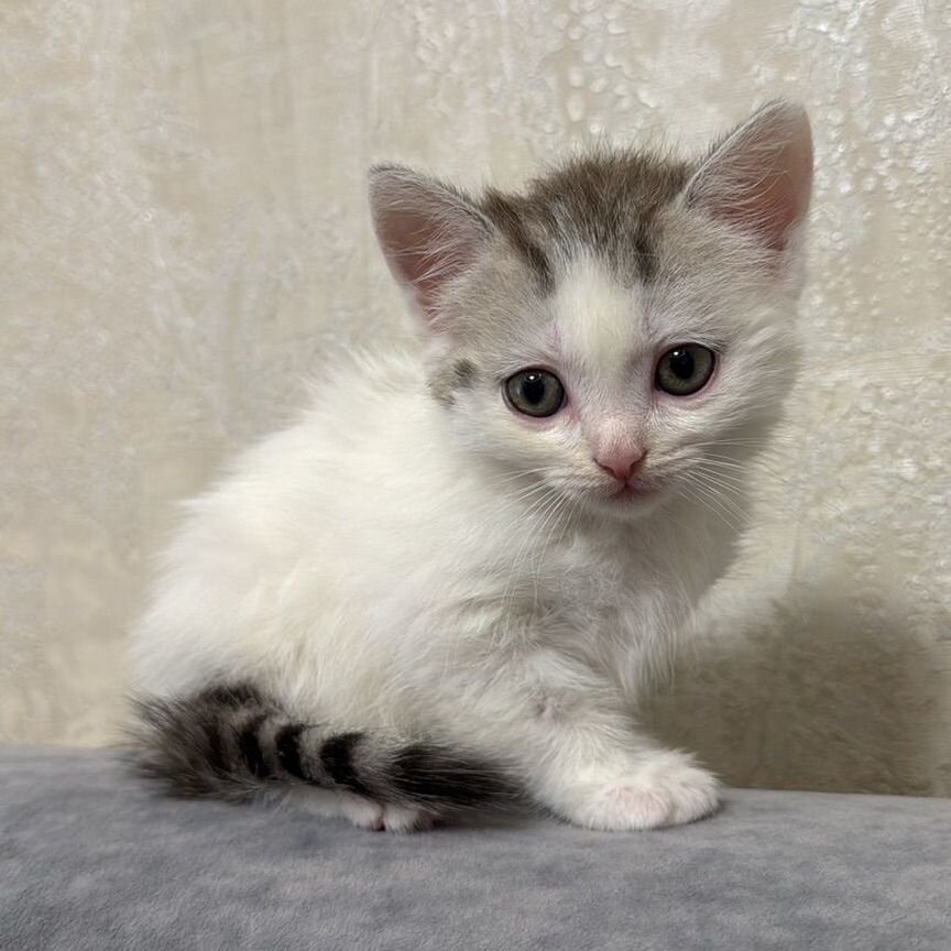 Отдадим котят в добрые руки