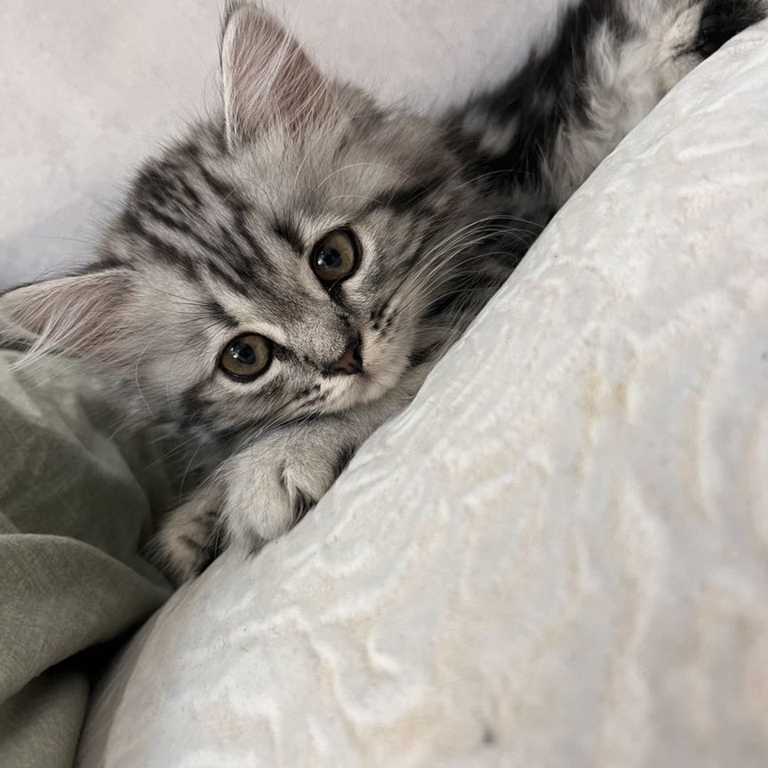Котенок в добрые руки