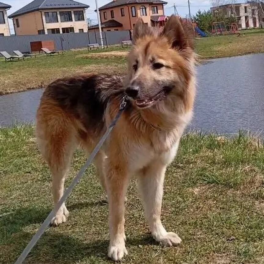 Взрослая собака в добрые руки