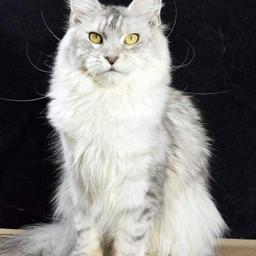 Серебряная девочка мейн кун