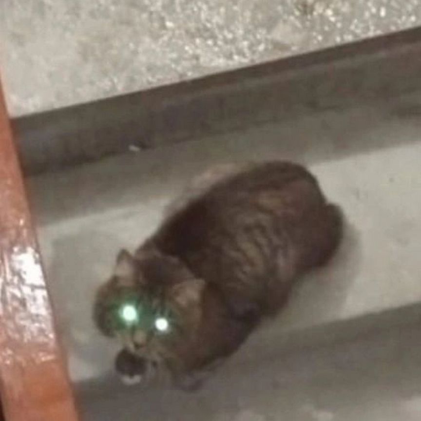 Кошечку выгоняют из подъезда