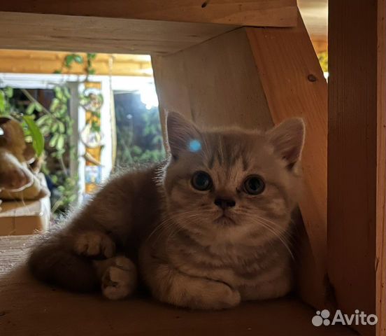 Шотландские котята