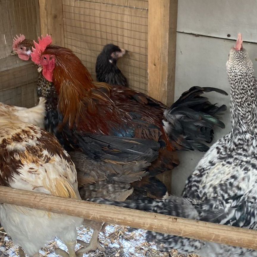 Молодые петушки