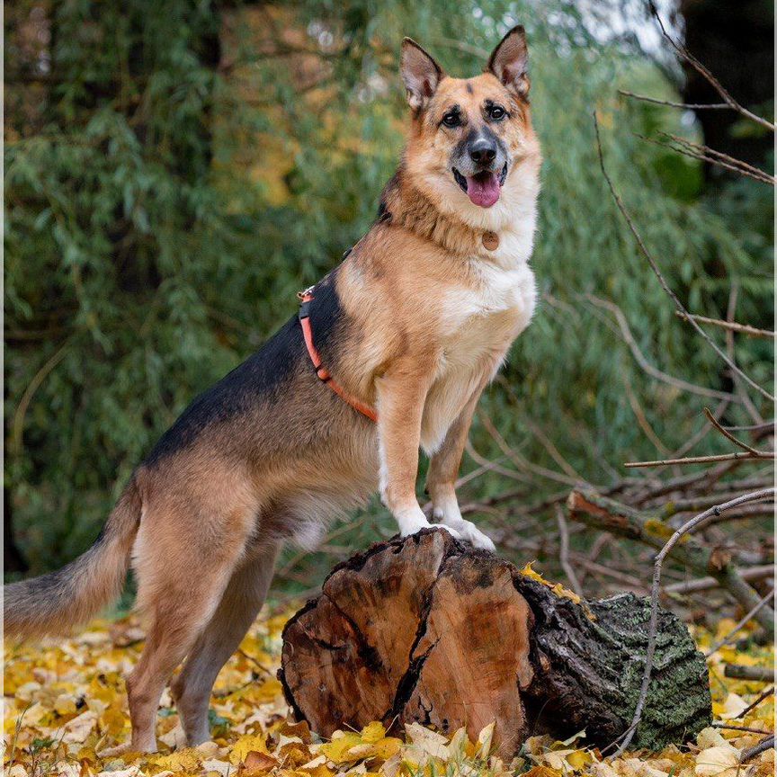 Взрослый пёс в добрые руки