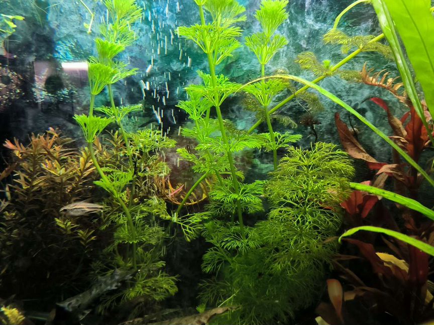 Растения для аквариума