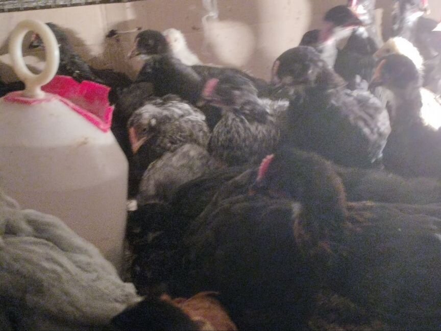 Цыплята суточные