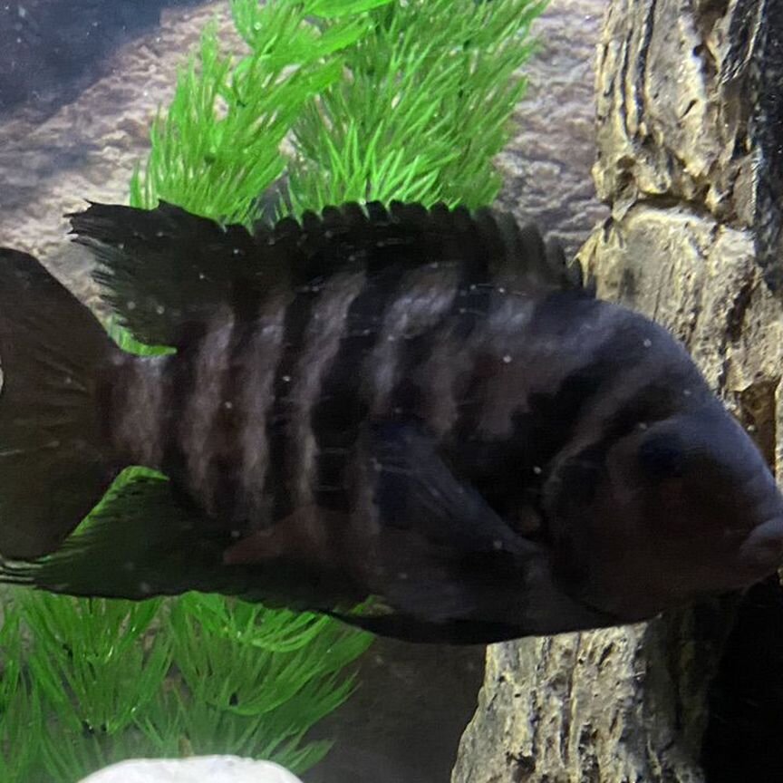 Аквариумные рыбки