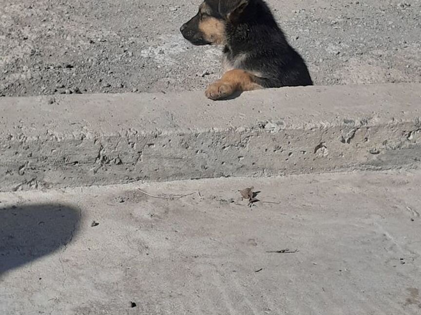 Щеночек в добрые ручки