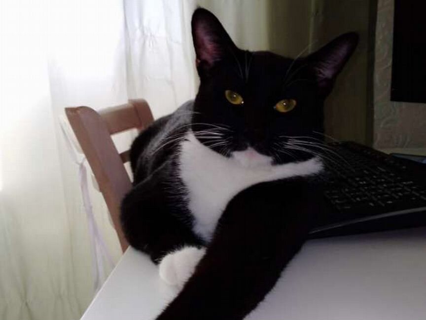 Полупородистый кот, 1 родик