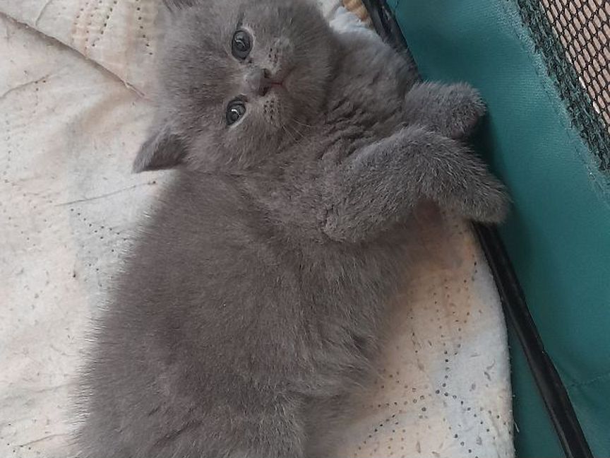 Британская кошка