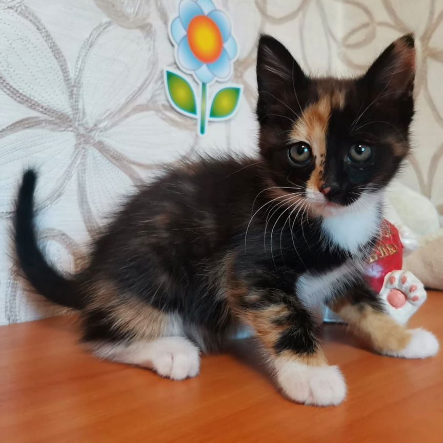 Сибирская девочка с острова Валаам