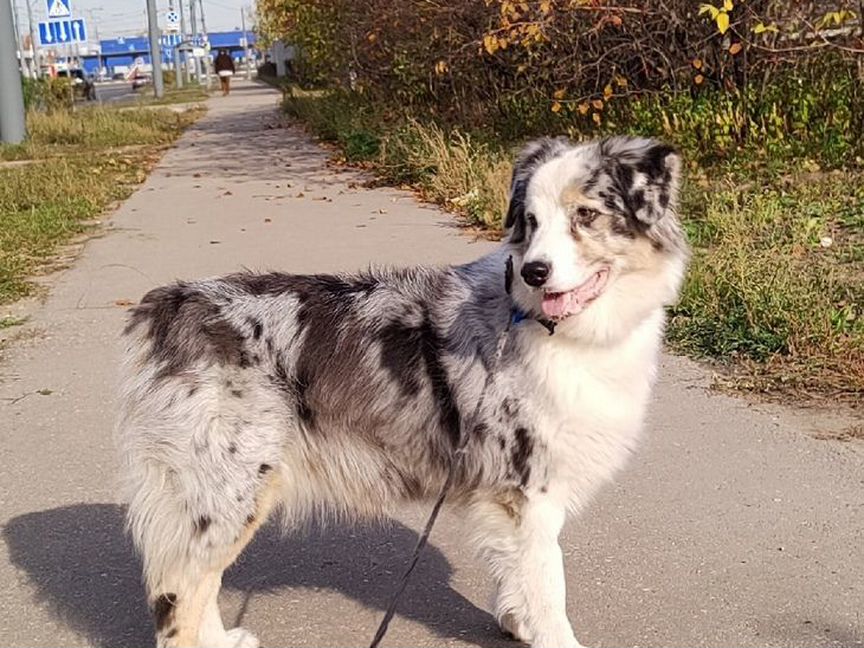 Австралийская овчарка взрослая