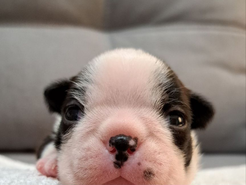 Щенки бостон терьера