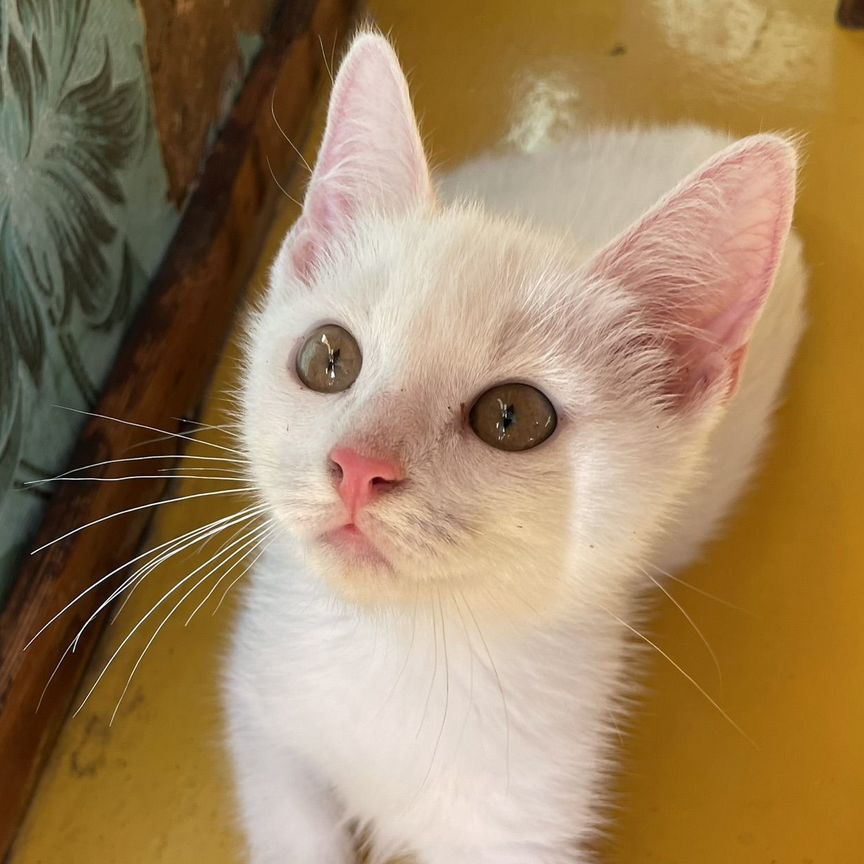 Снежок ищет дом