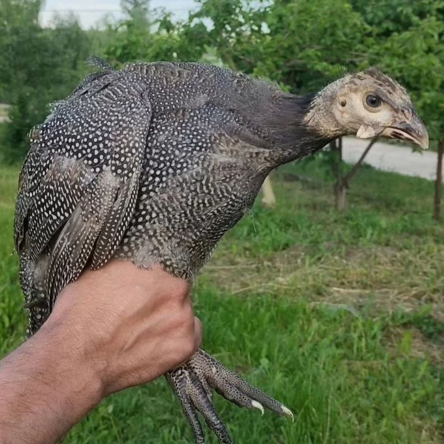 Цесарка 3 месяца