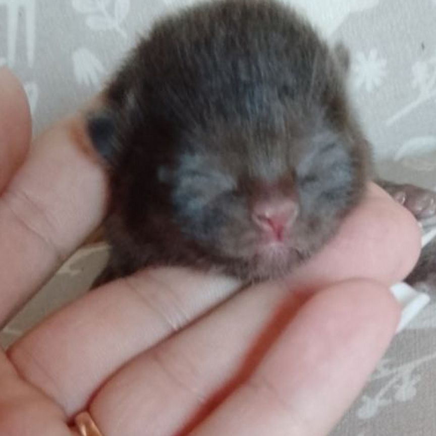 Шоколадный британец