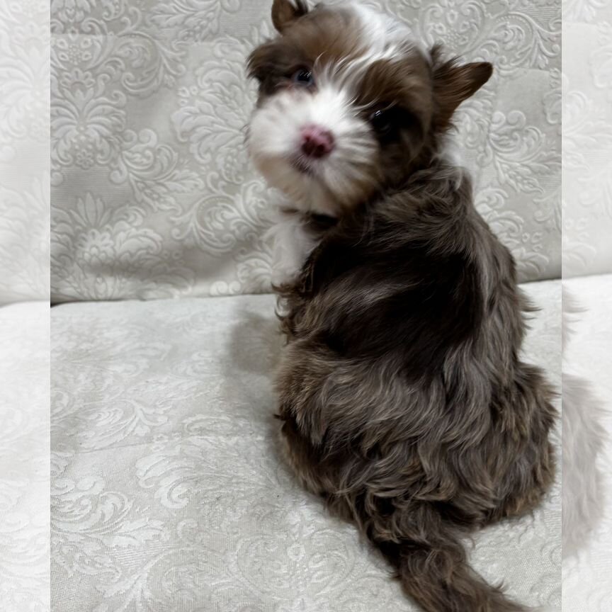 Йоркширский терьер, щенок