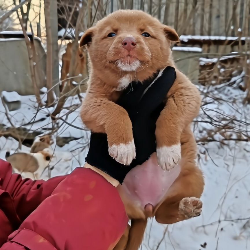 Щенок в добрые руки