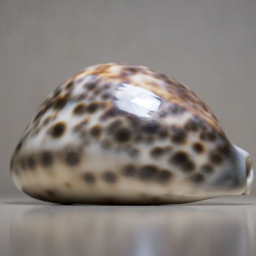 Ракушка Тигровая ципрея