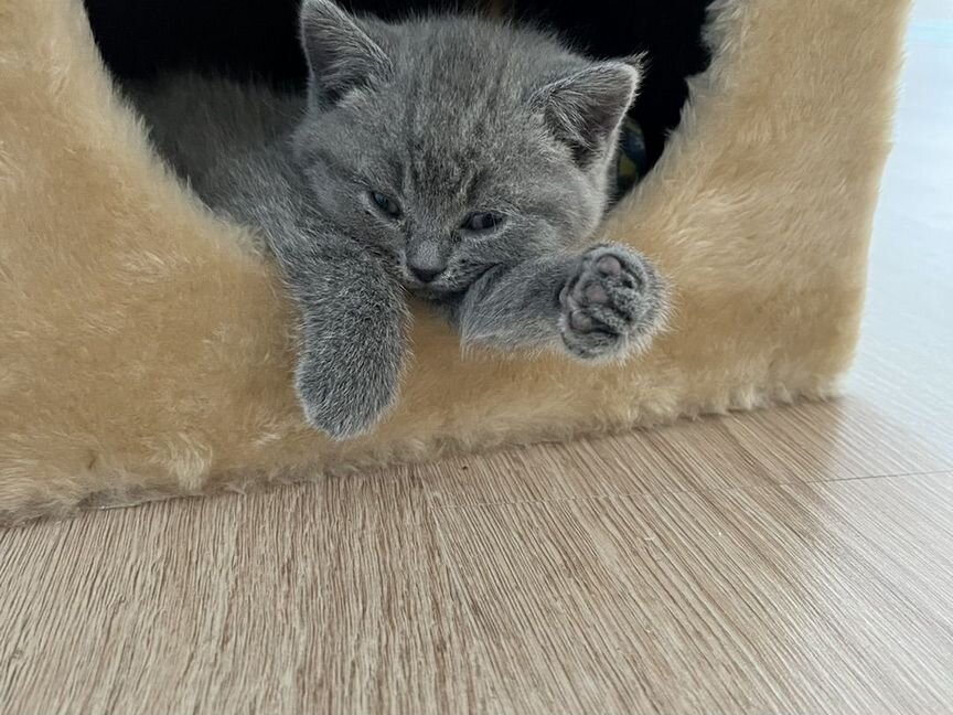 Британская кошечка
