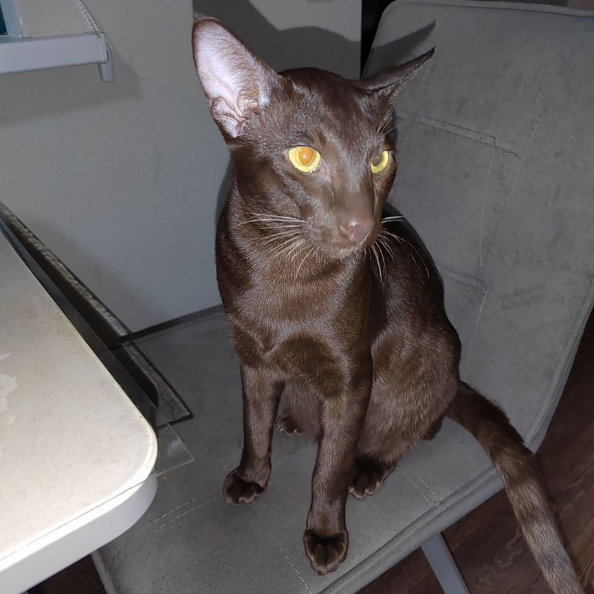 Ориентальный кот вязка