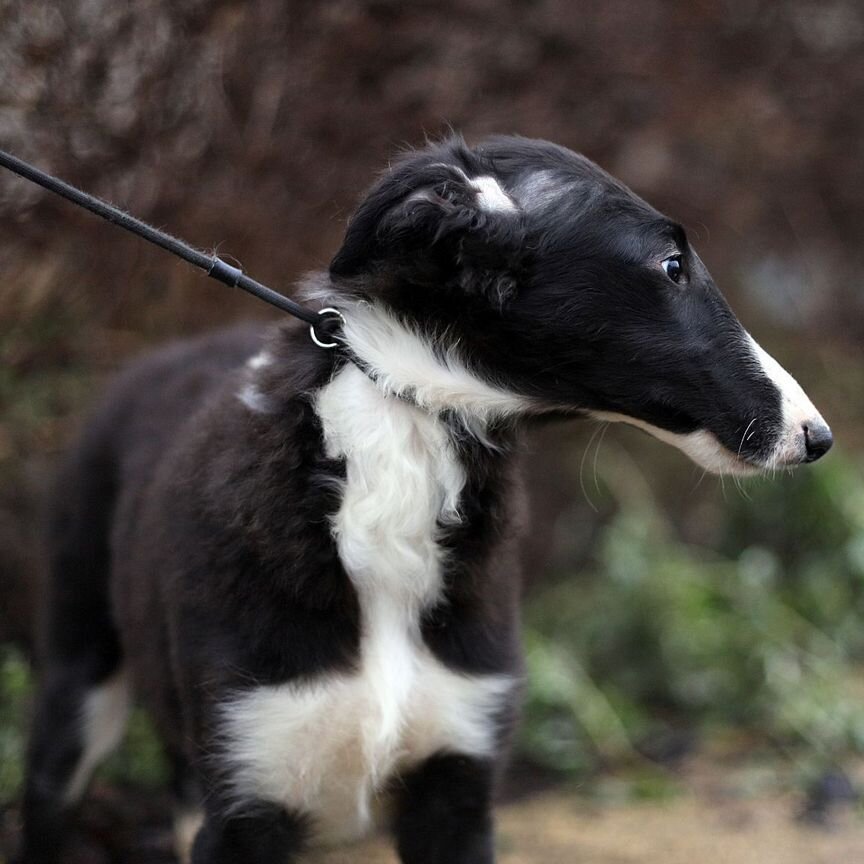 Русская псовая борзая, щенок