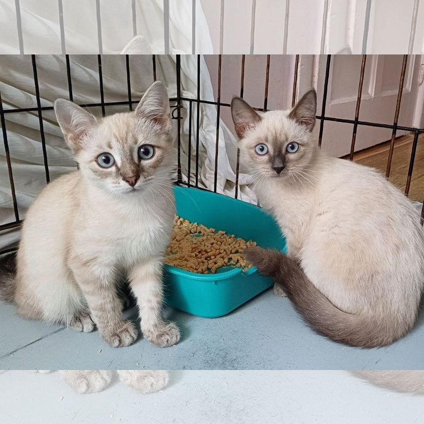 Чудесные котята