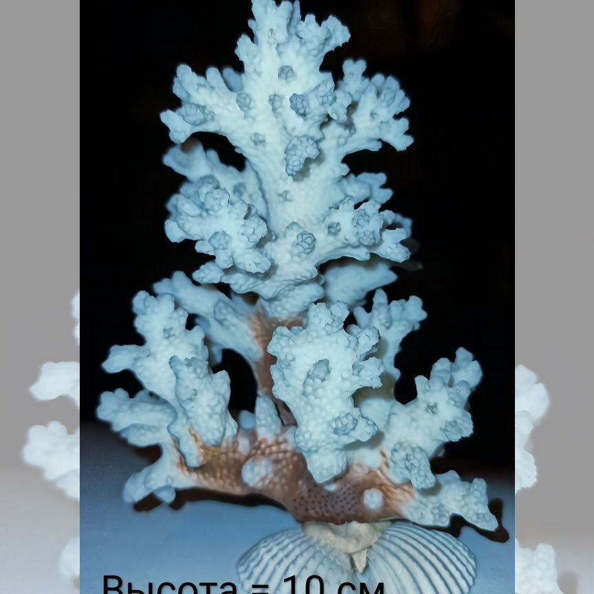 Природный коралл