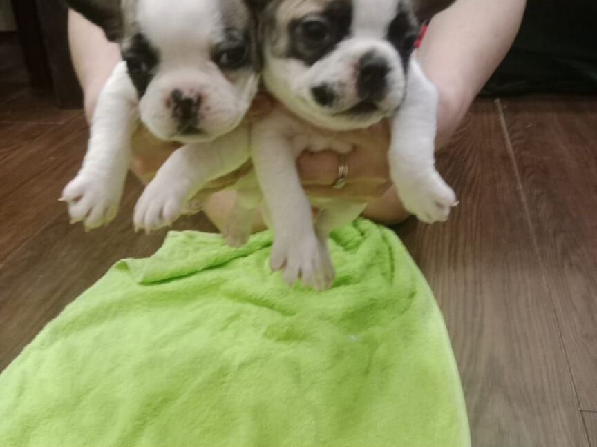 Французский бульдог щенки