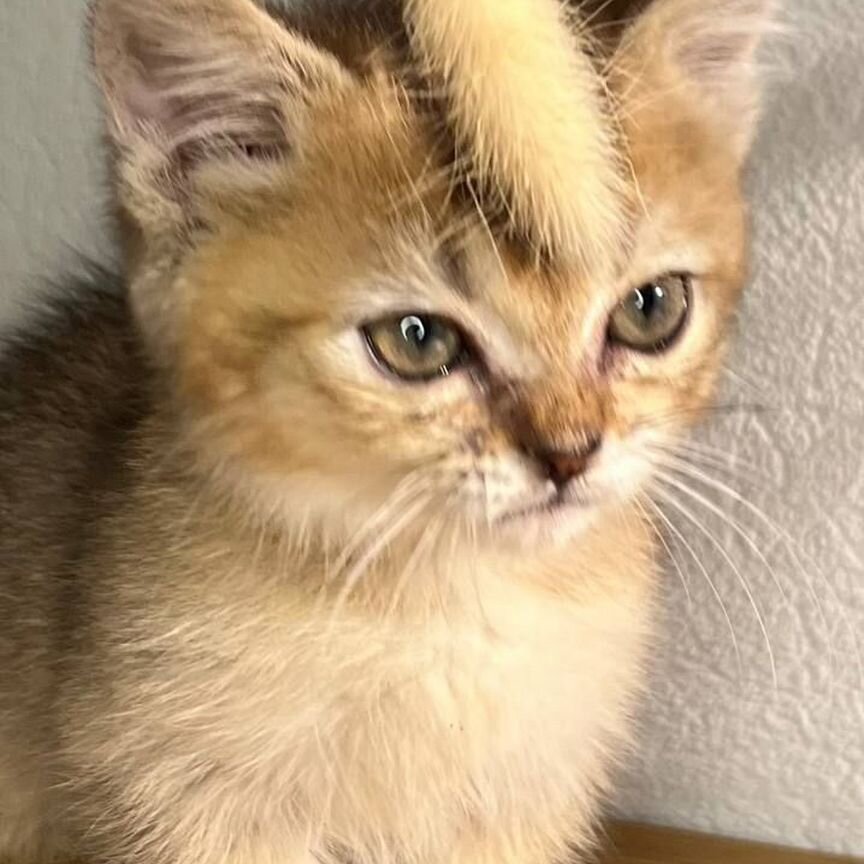 Котик Манчкин стандарт скотиш килт