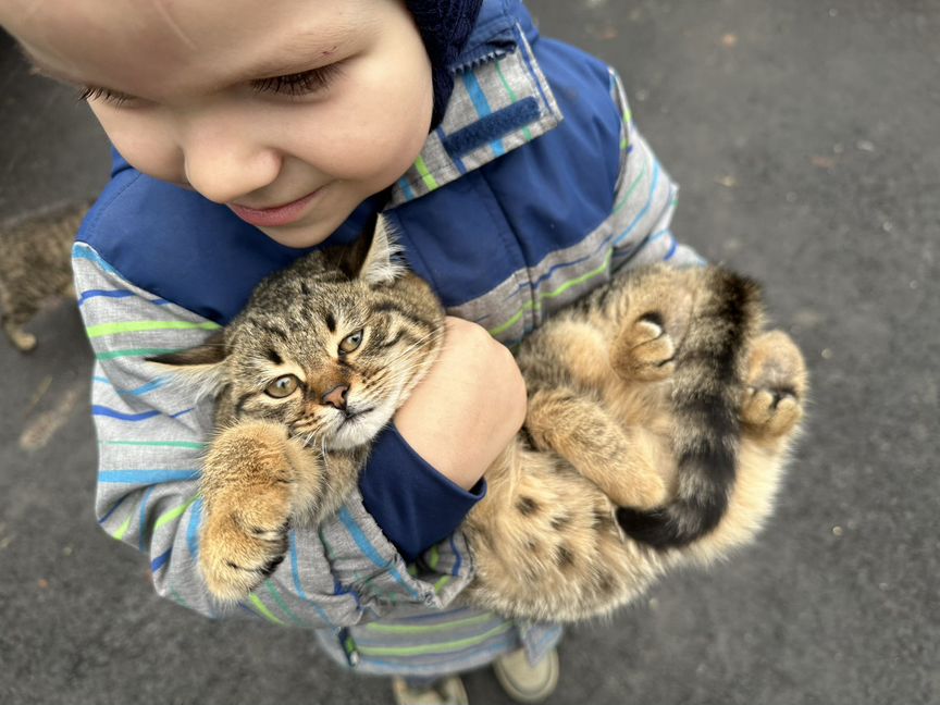 Котята в добрые руки