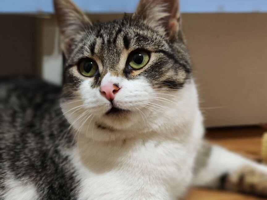 Котёнок в дар