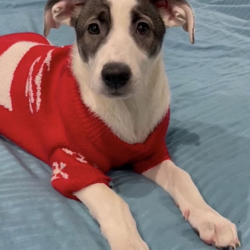 Отдам щенка в добрые руки