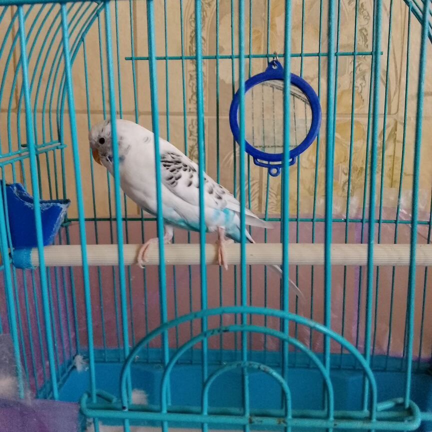 Попугай с клеткой бесплатно