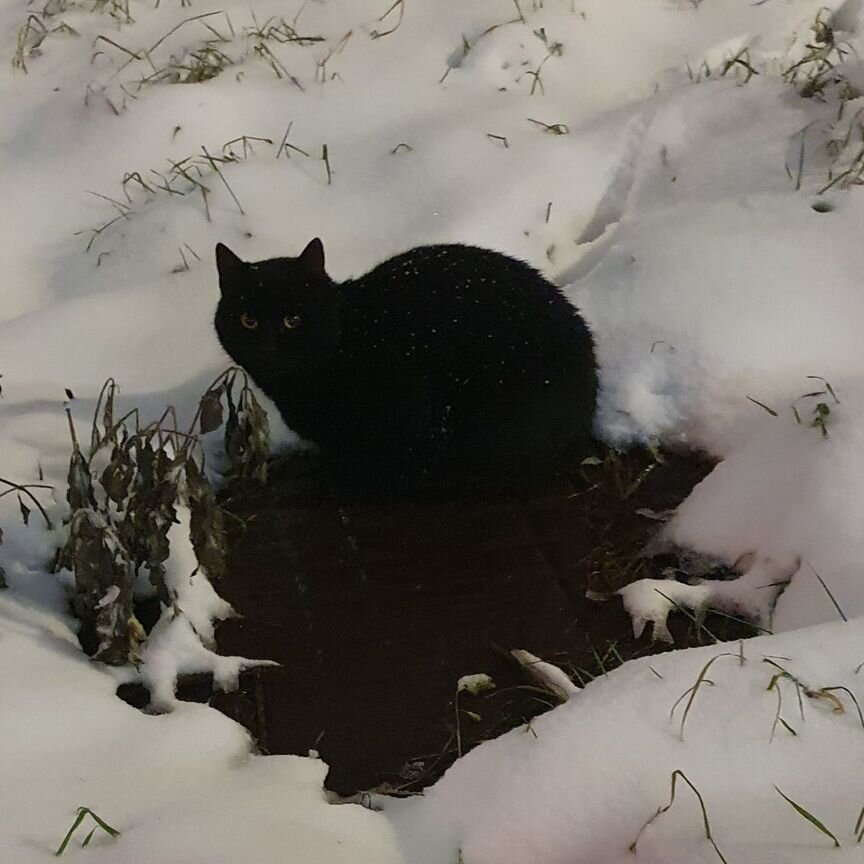 Котик чёрный с янтарный глазками