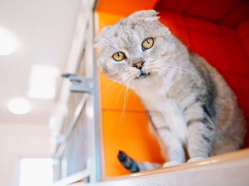 Ласковый шотландский котик из приюта